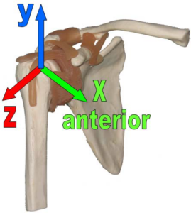 Shoulder joint « OrthoLoad